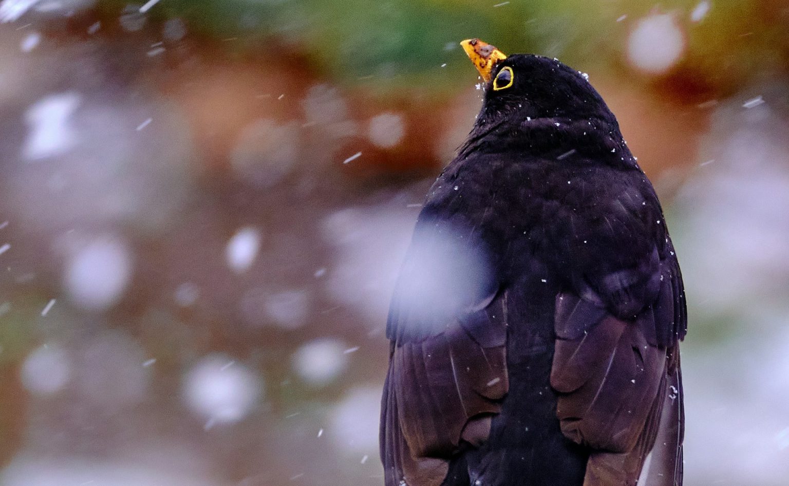 Al via i Giorni della Merla ma sembra Primavera - Radio Subasio